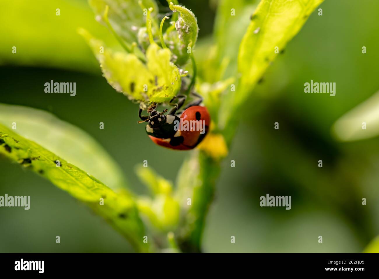 Friend scale hi-res stock photography and images - Alamy