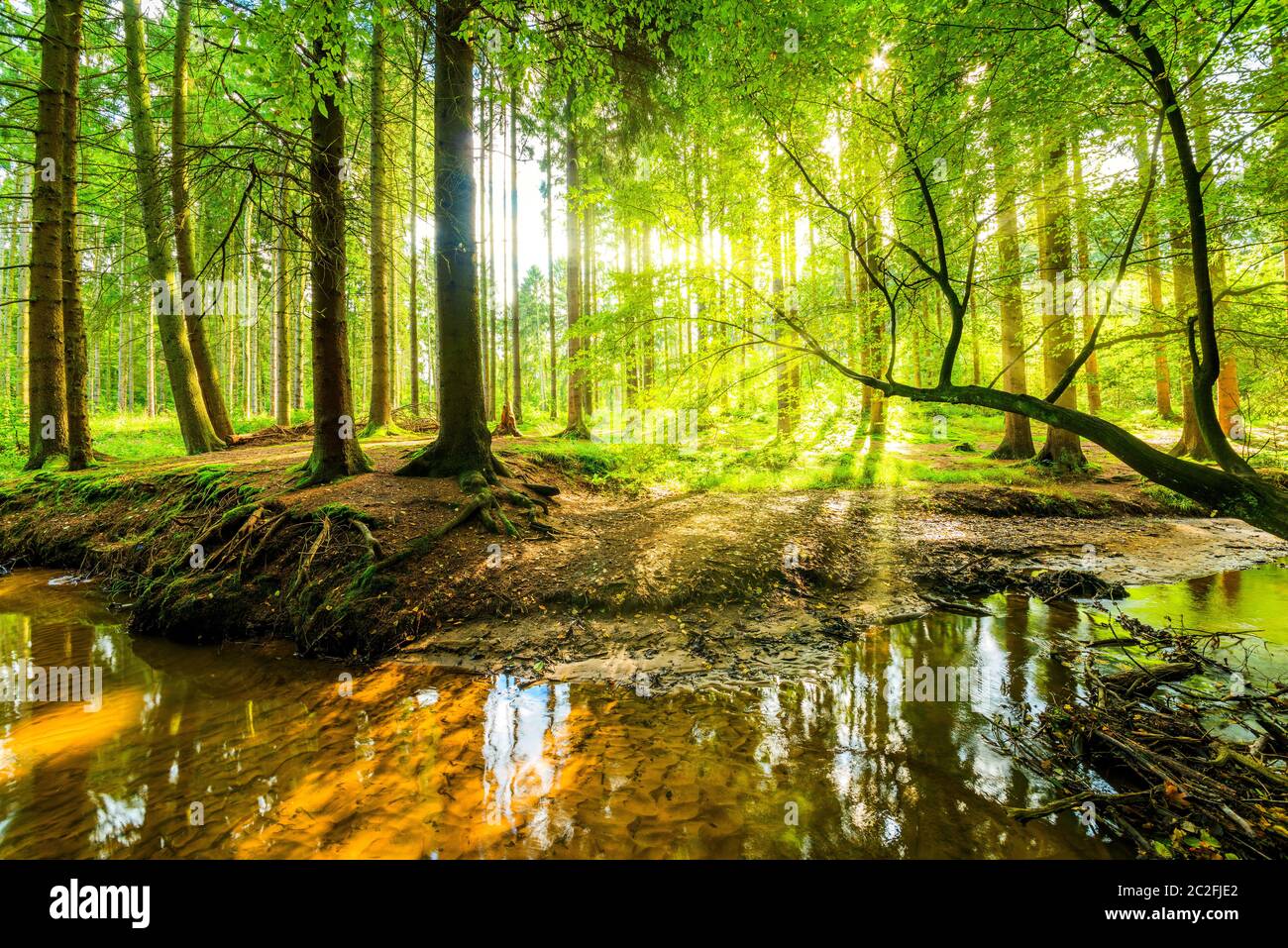Brook through the forest hi-res stock photography and images - Alamy