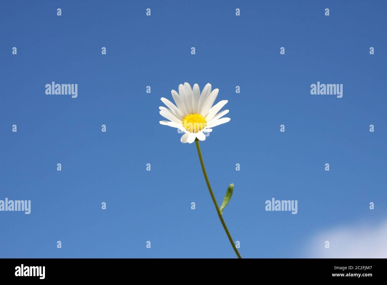 marguerite flower and the blue sky background Stock Photo - Alamy