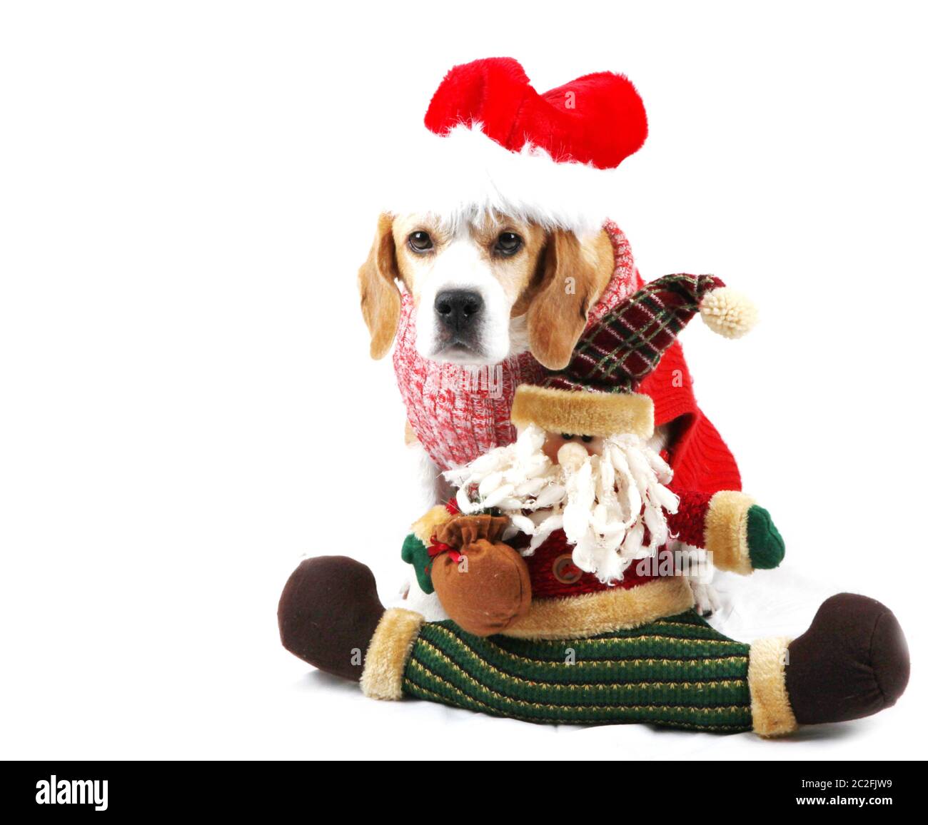 Christmas Dog As Santa Stock Photo - Alamy