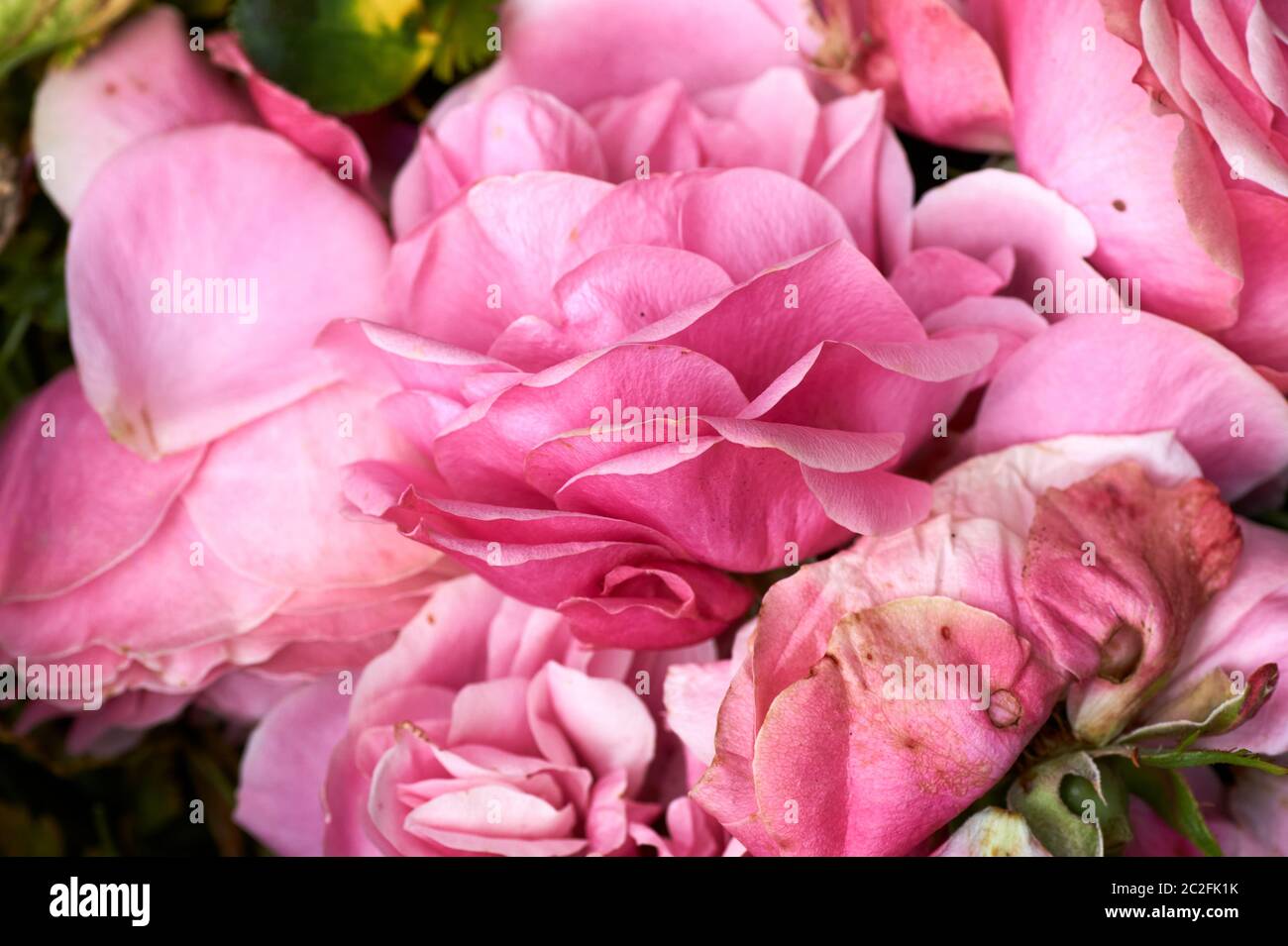 Background texture of beautiful delicate pink rose petals in a random ...
