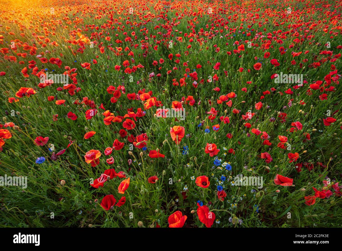 Red Poppy Flowers In Field Stock Photo - Alamy