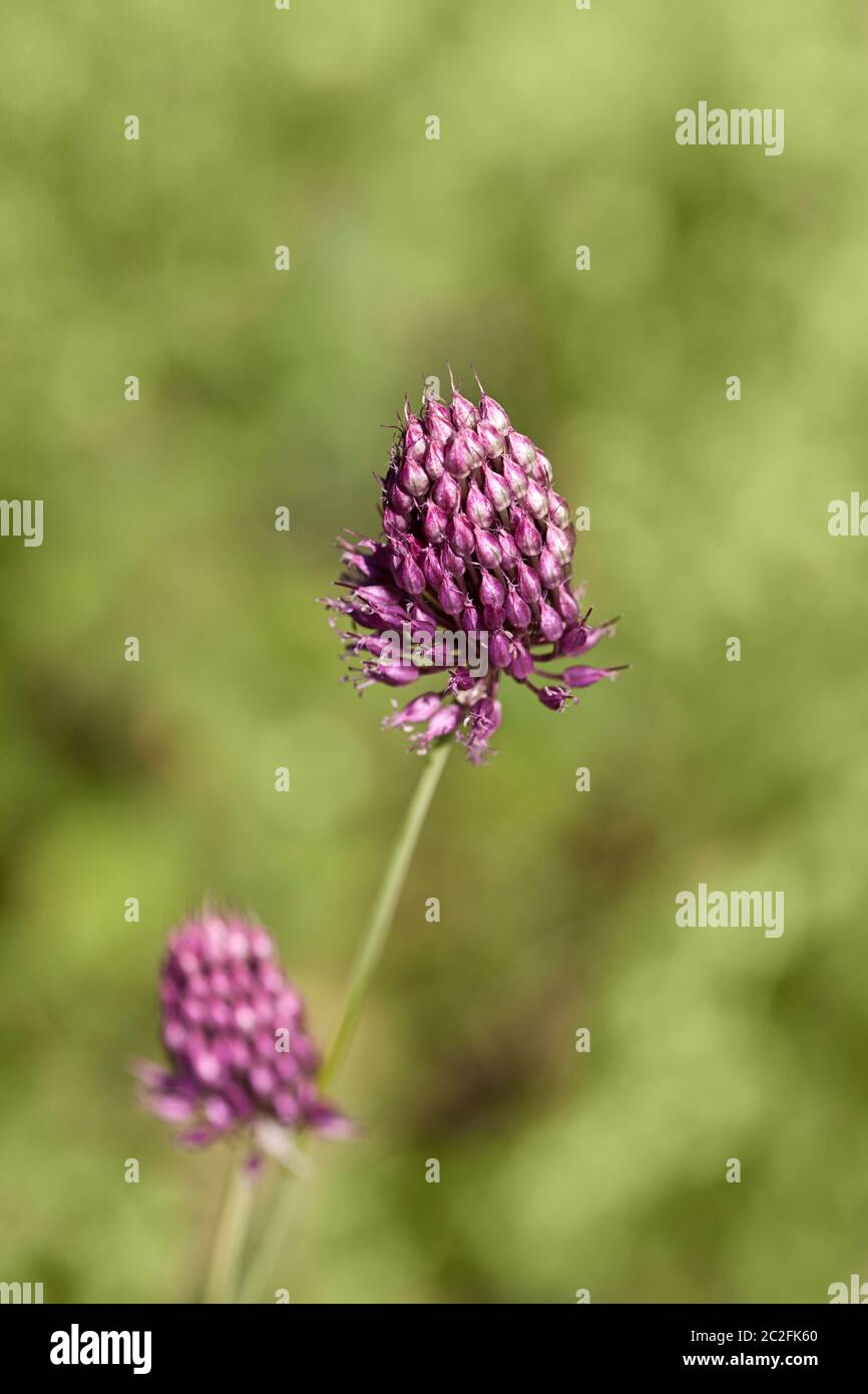 Single clover flowers on green background Stock Photo - Alamy