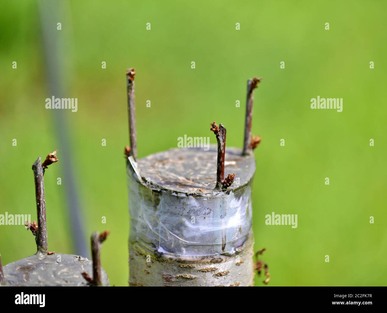 Grafted cherry fruit tree in an orchard Stock Photo - Alamy
