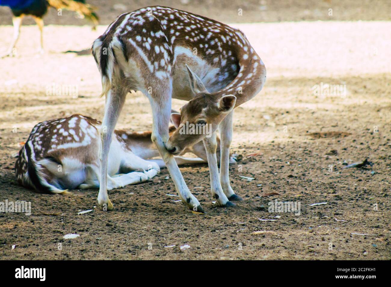View of fallow deer, a ruminant mammal belonging to the family Cervidae ...