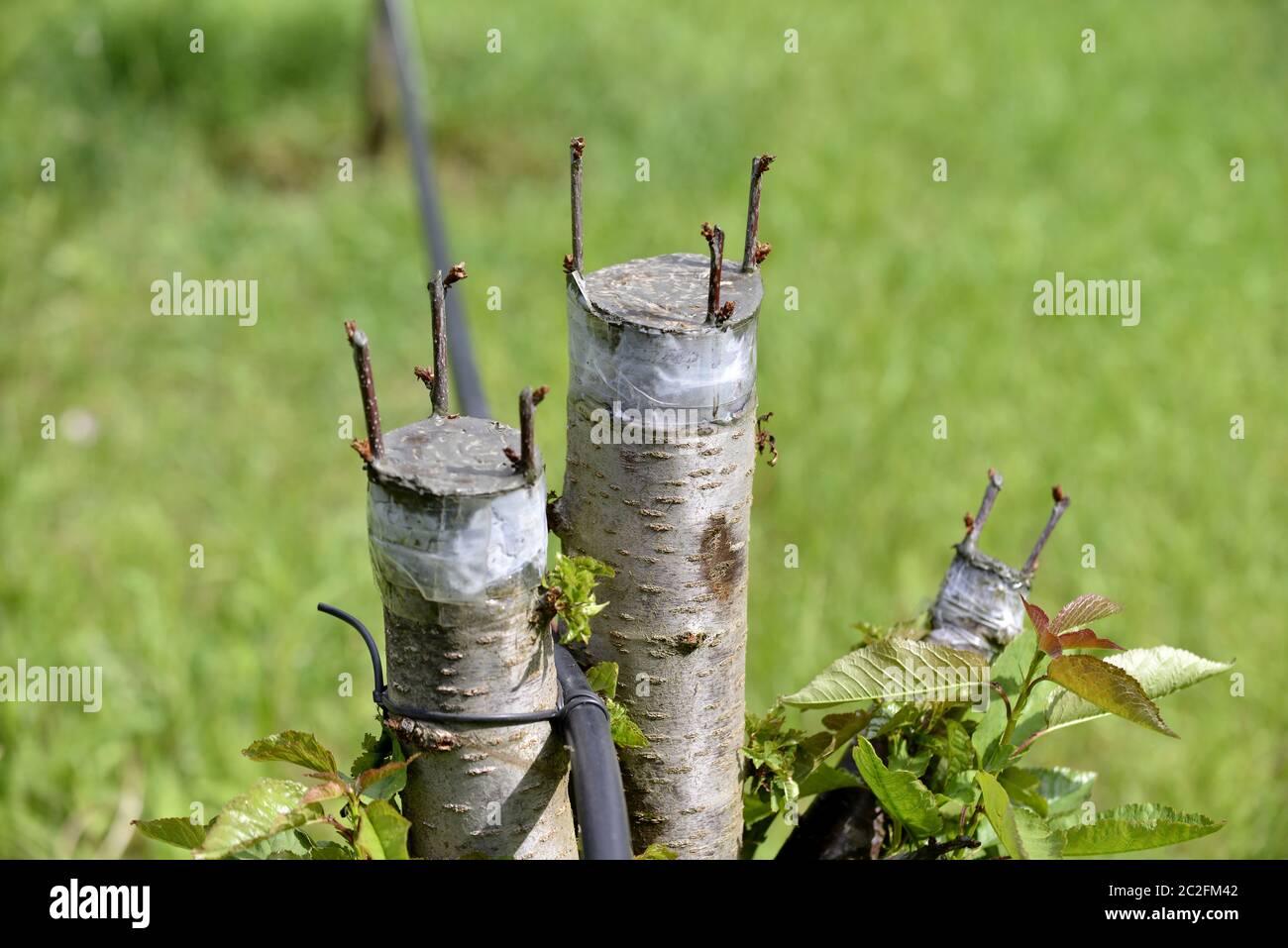 Grafted apple tree hi-res stock photography and images - Alamy
