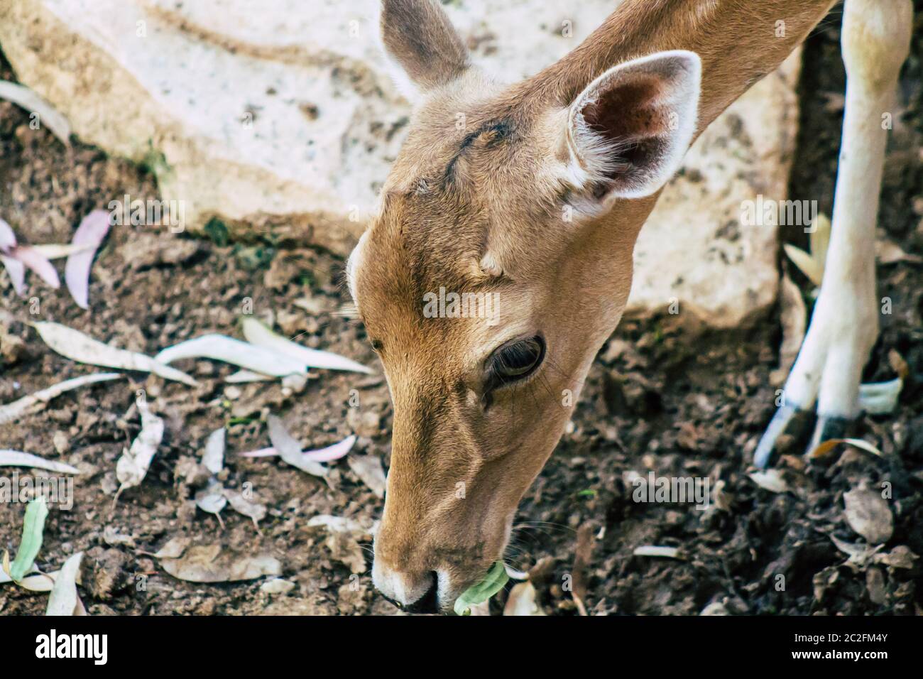 View of fallow deer, a ruminant mammal belonging to the family Cervidae ...