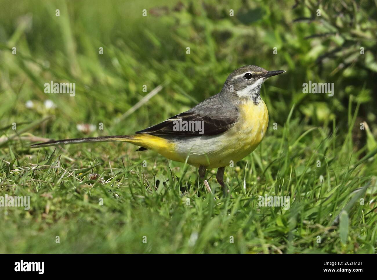 Adult female grey wagtail hi-res stock photography and images - Alamy