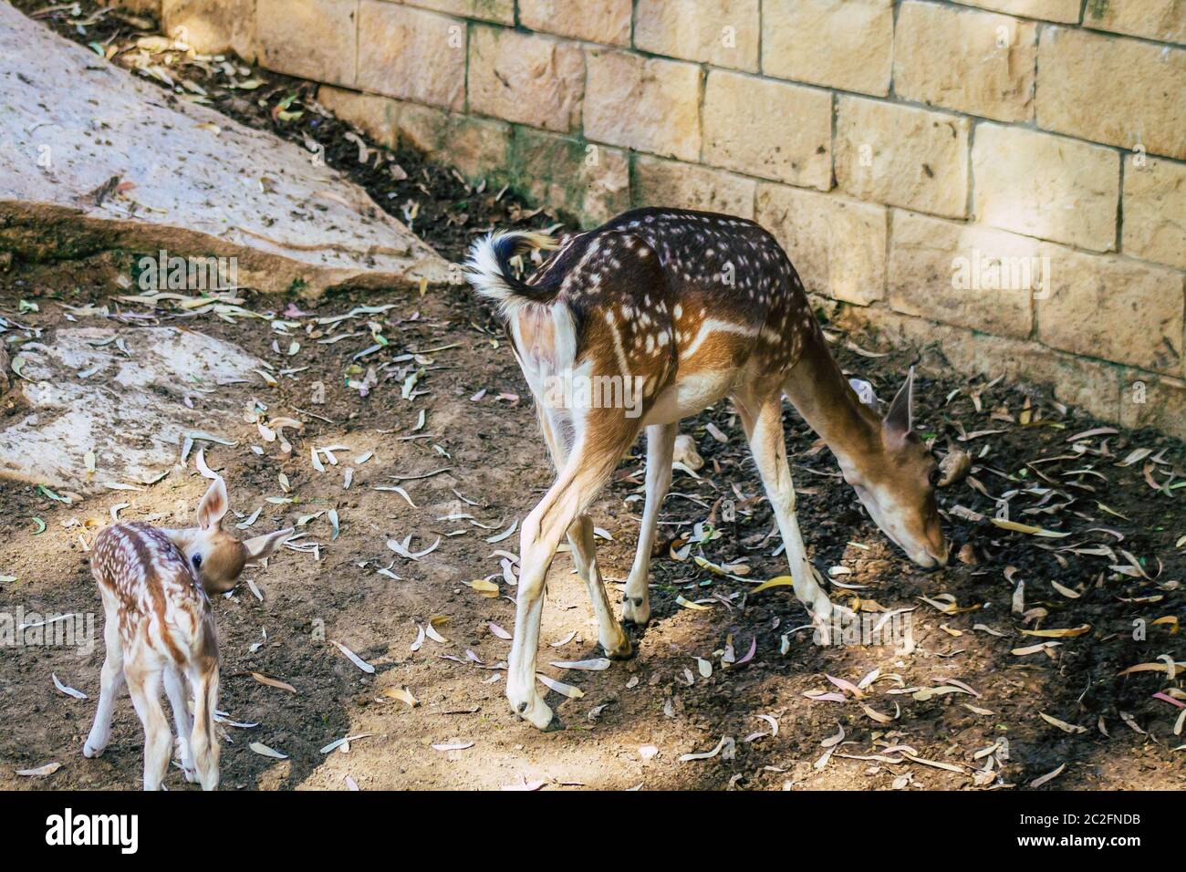View of fallow deer, a ruminant mammal belonging to the family Cervidae ...
