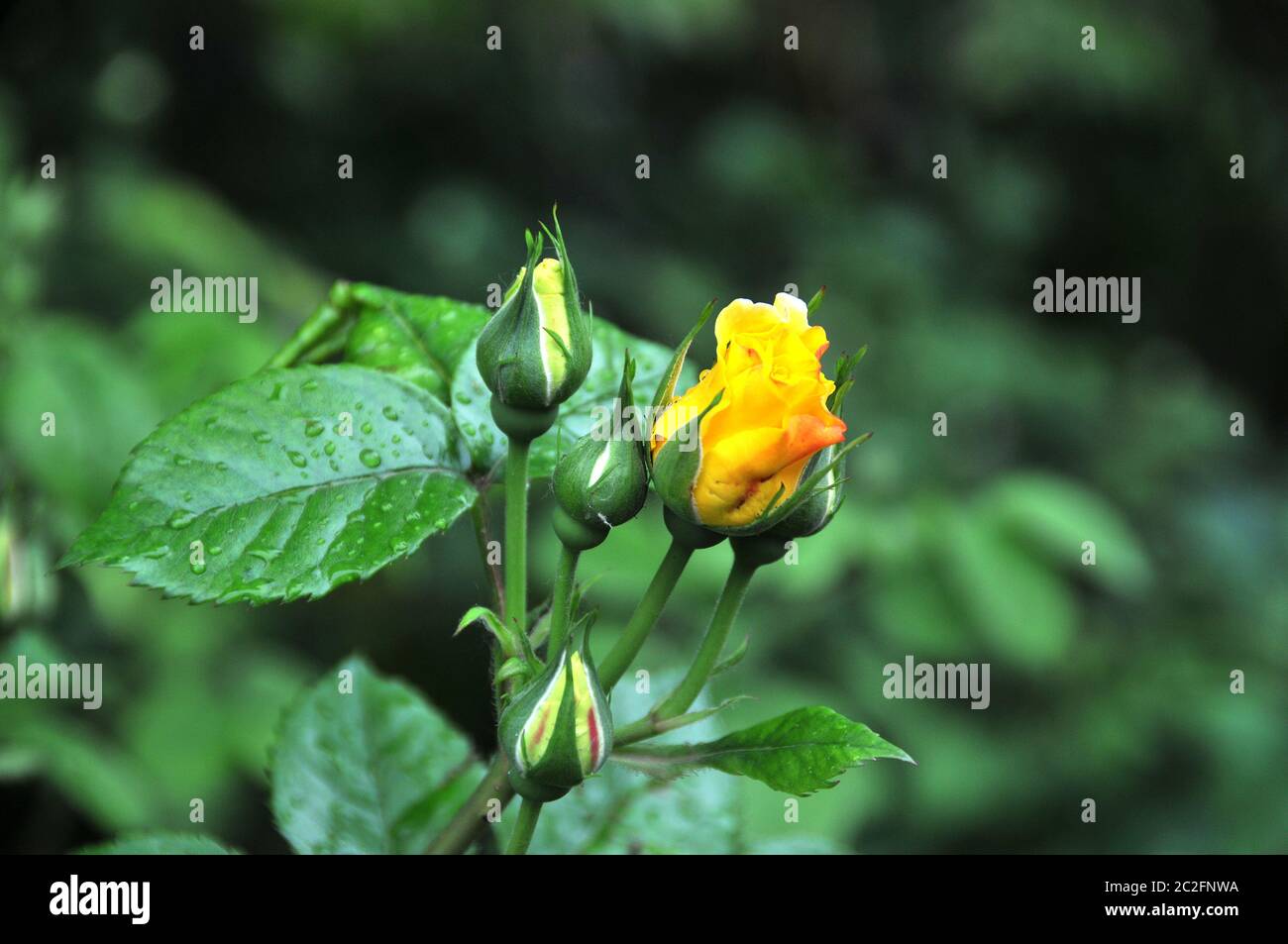 Bud rose flower hi-res stock photography and images - Alamy