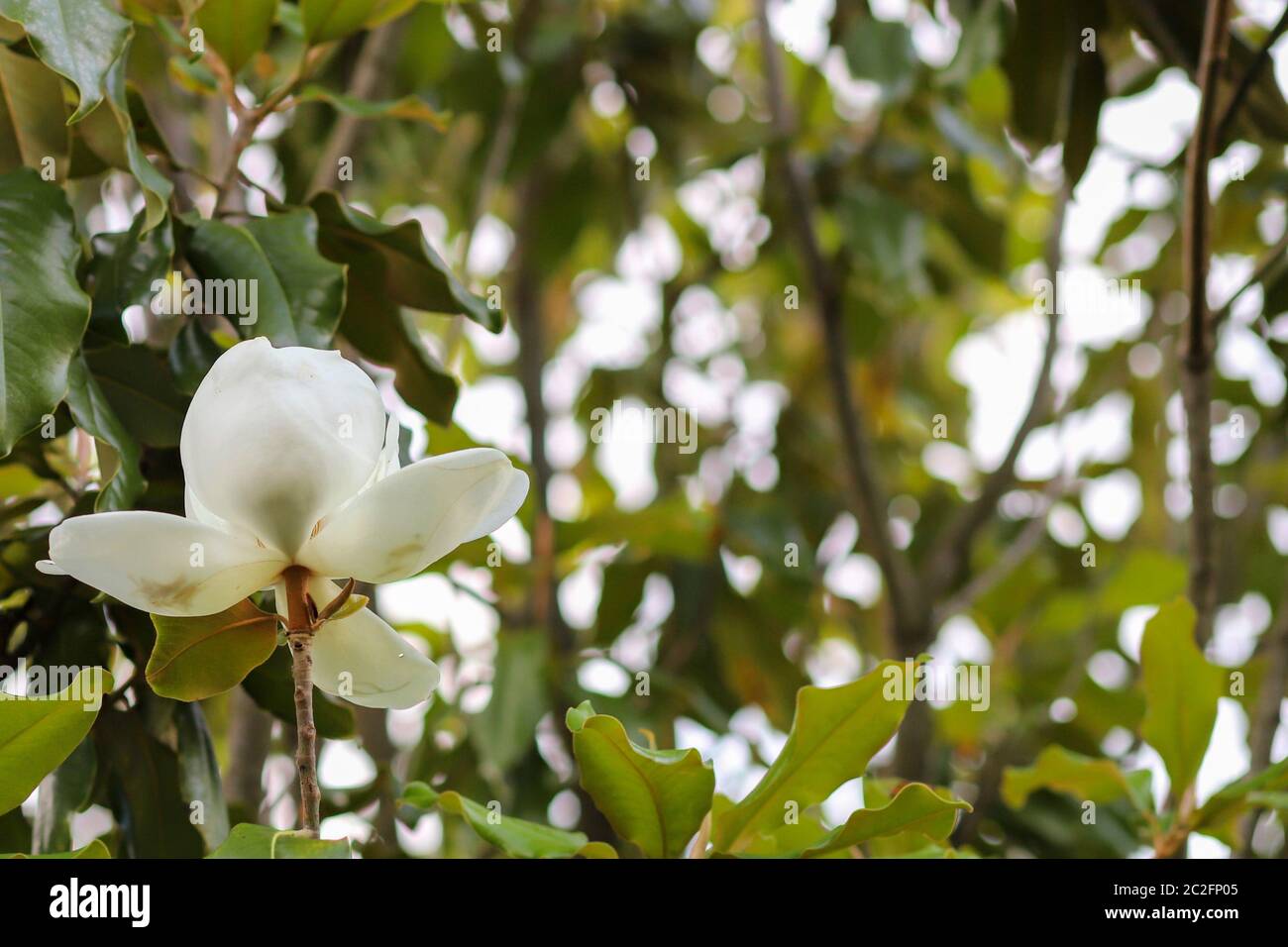 Magnolia Tree Full Bloom High Resolution Stock Photography and Images ...
