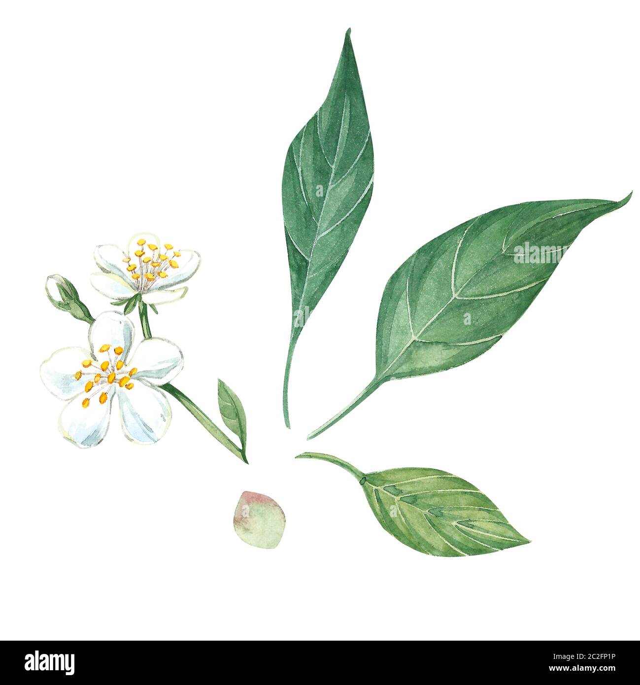 Collection of highly detailed hand drawn cherry. Watercolor botanical ...