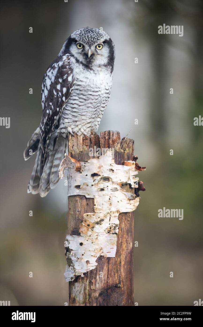Portrait of young northern hawk owl (Surnia ulula) in birch forest ...