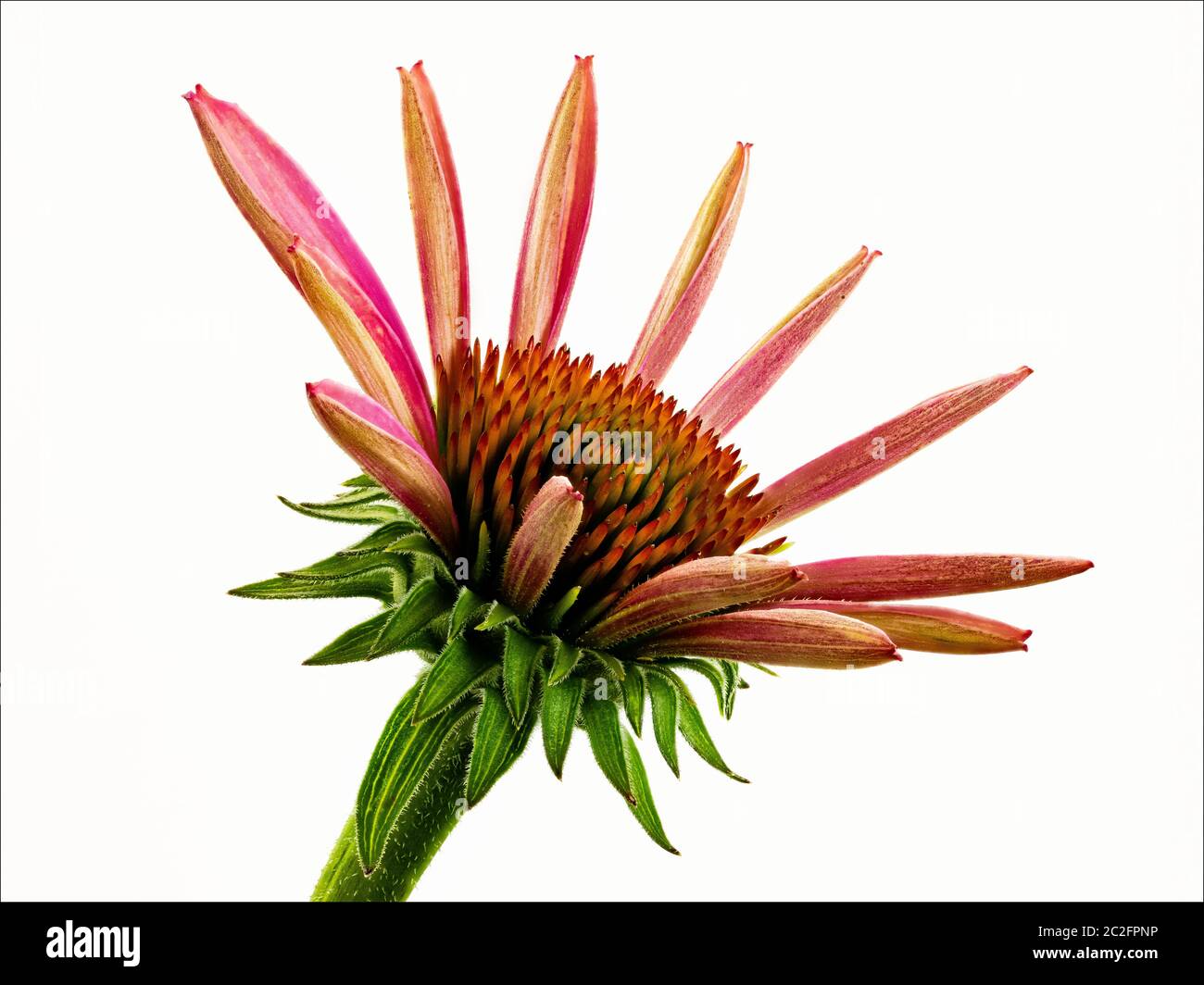 Focus stacked macro image of an emerging cone flower Stock Photo - Alamy