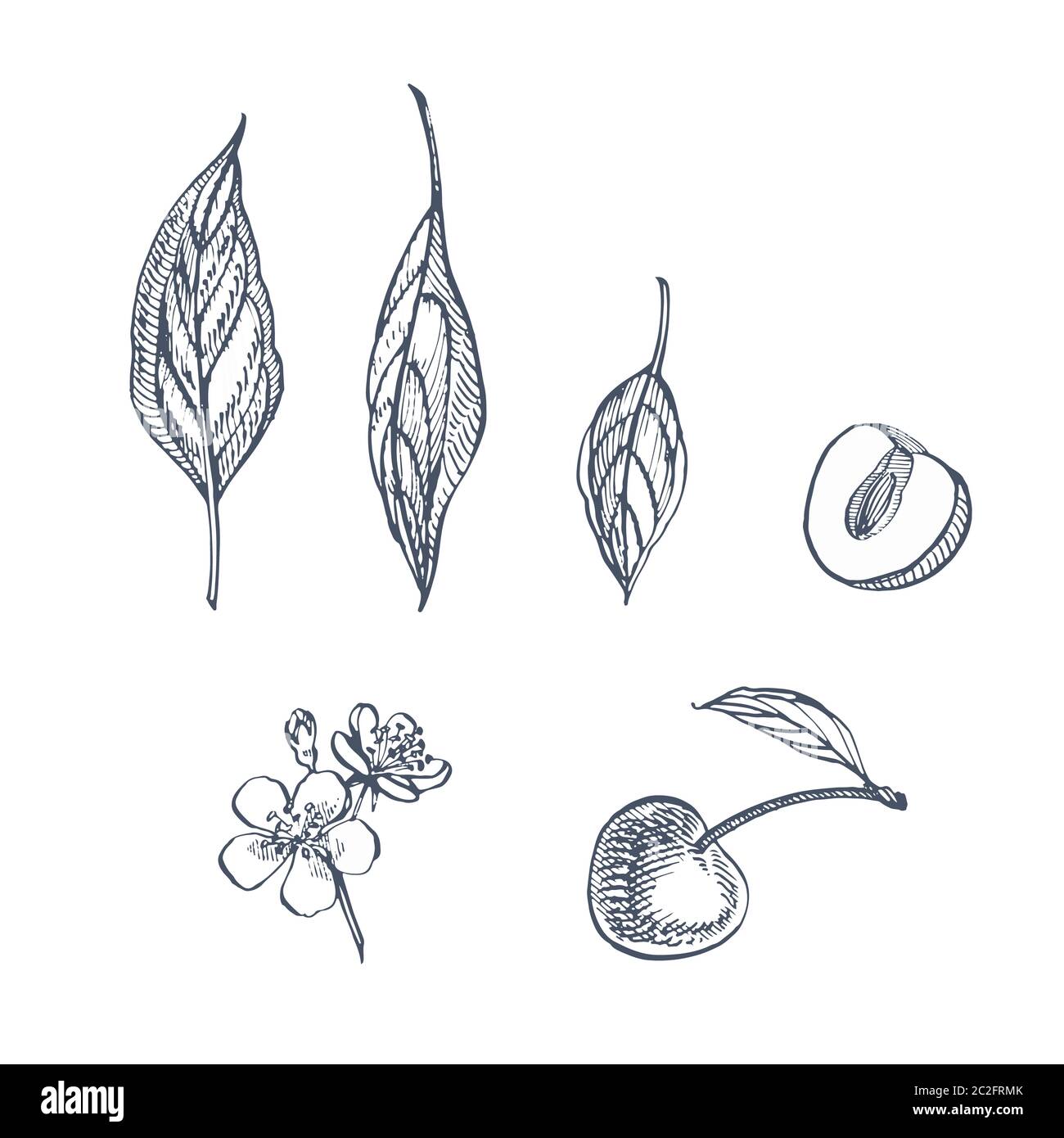 Cherry set. Hand drawn berry isolated on white background. Summer fruit ...