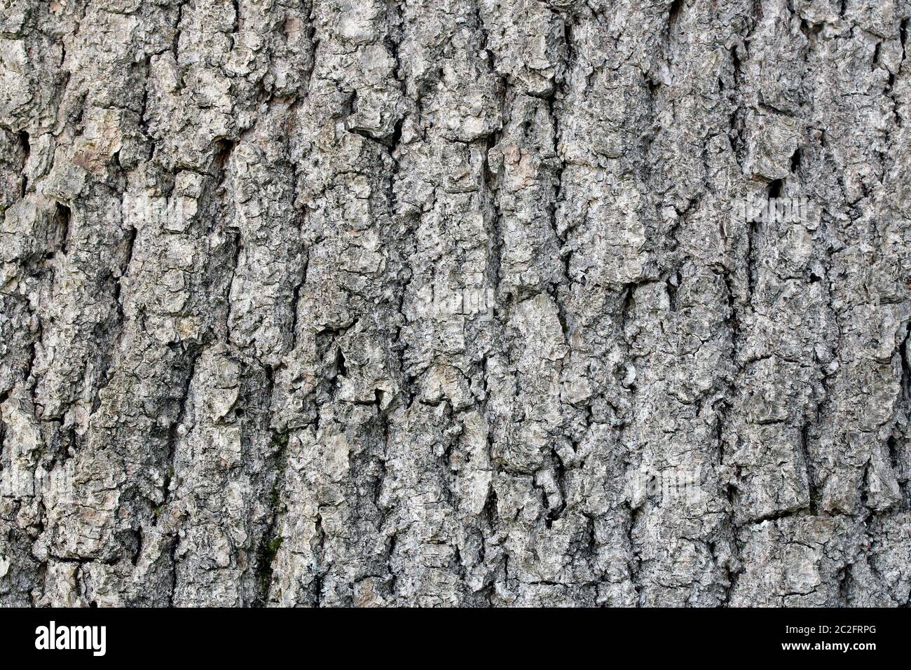 Ash, bark, Fraxinus excelsior, pale grey and vertically fissured on an ...