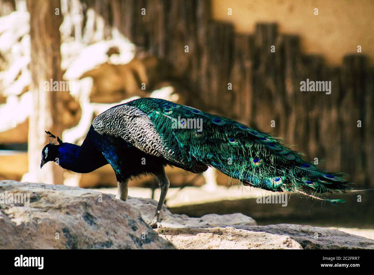 View of Indian peafowl, blue peafowl, is a peafowl species native to ...