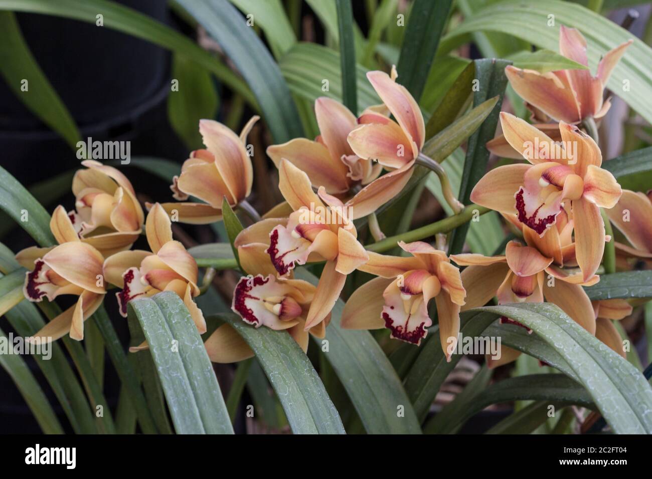 Mini Cymbidium Latigo Stock Photo - Alamy