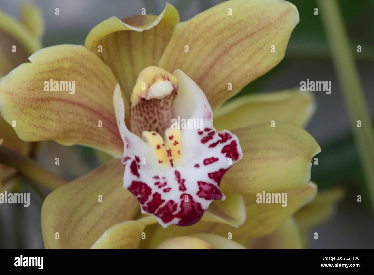 MIni Cymbidium Kings Loch 'Cooksbridge' Stock Photo - Alamy