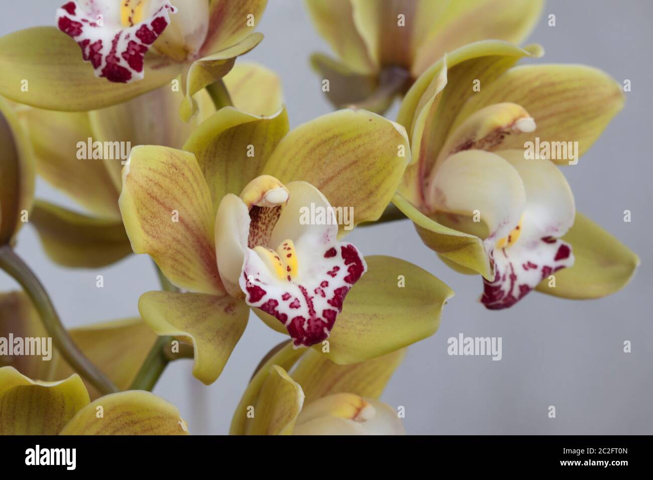 MIni Cymbidium Kings Loch 'Cooksbridge' Stock Photo - Alamy