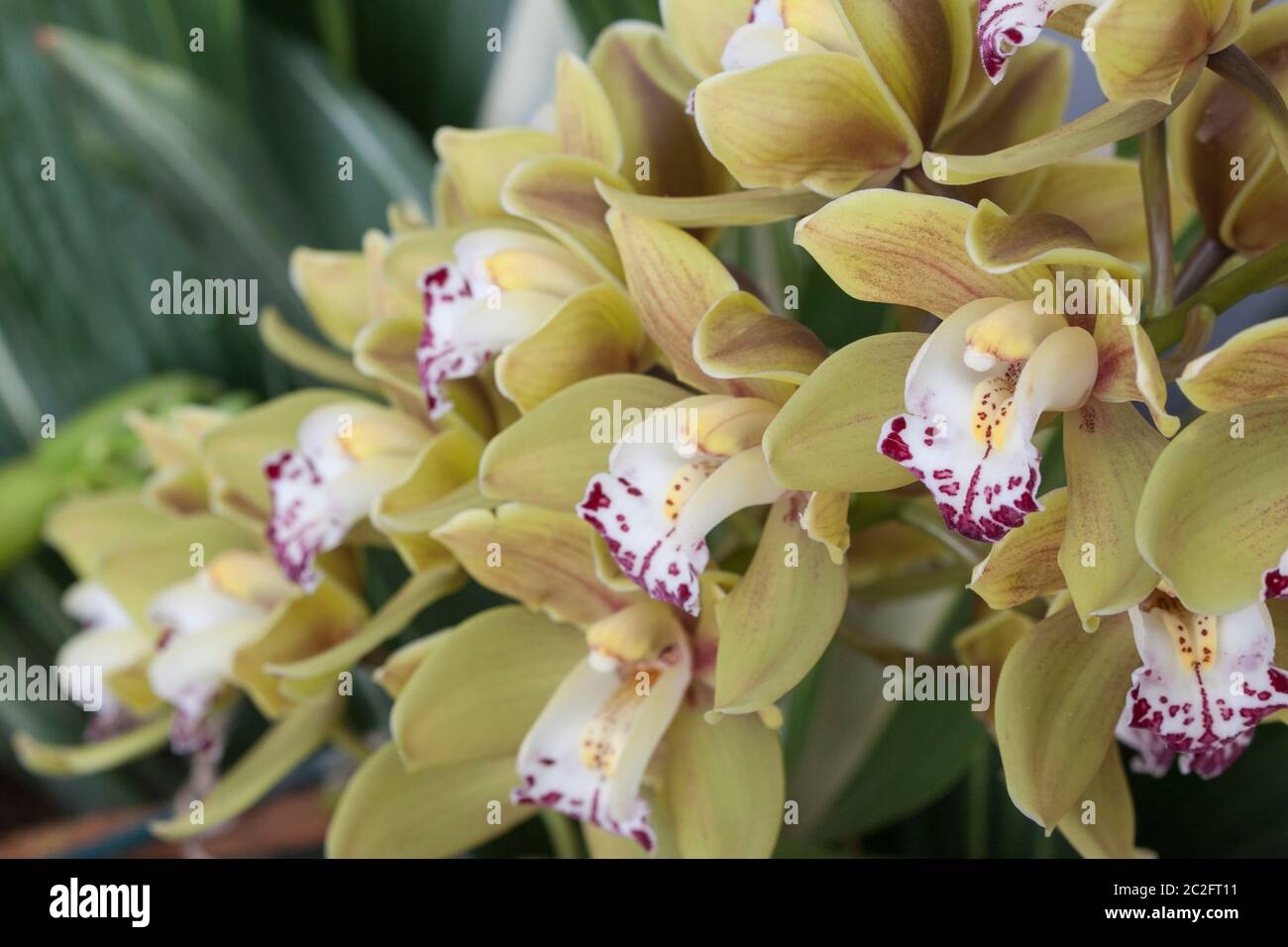 Orchid Polymin (mini Cymbidium)