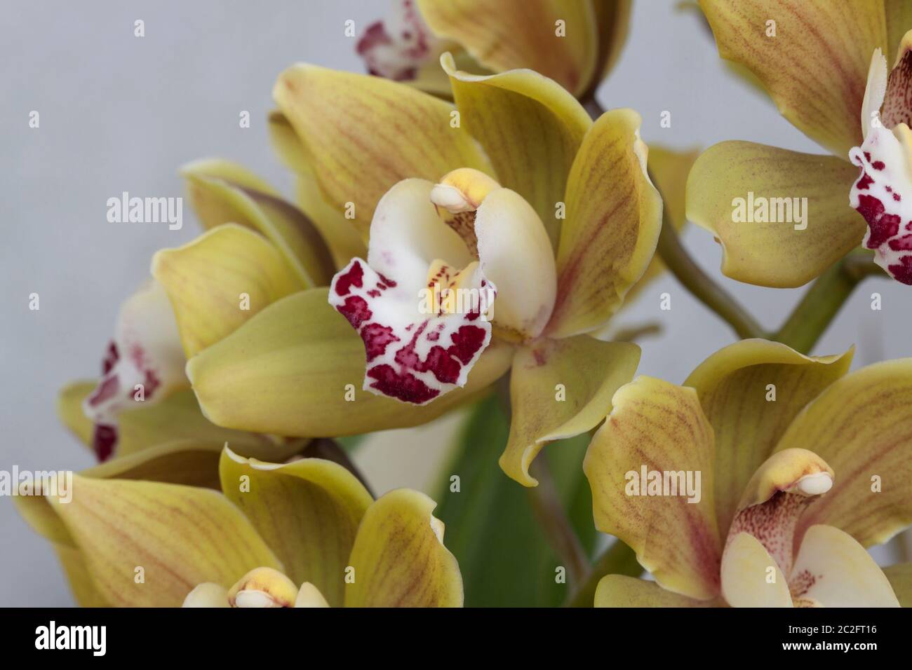 MIni Cymbidium Kings Loch 'Cooksbridge' Stock Photo - Alamy