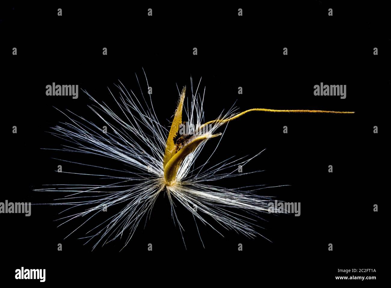 Focus stacked macro image of pampas grass seed That looks like a ...