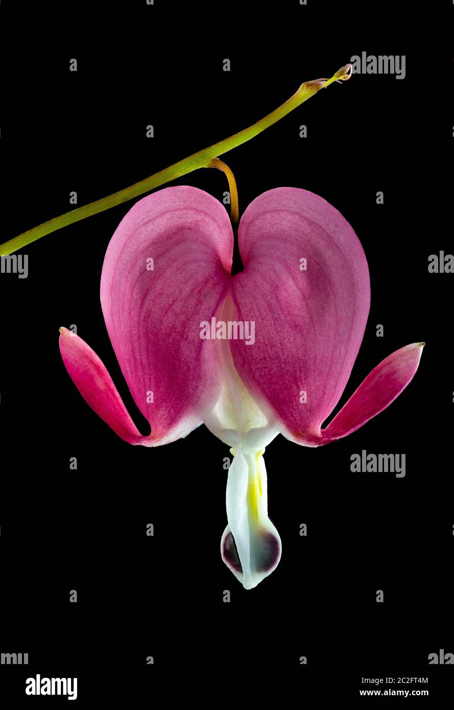 Floer hi-res stock photography and images - Alamy