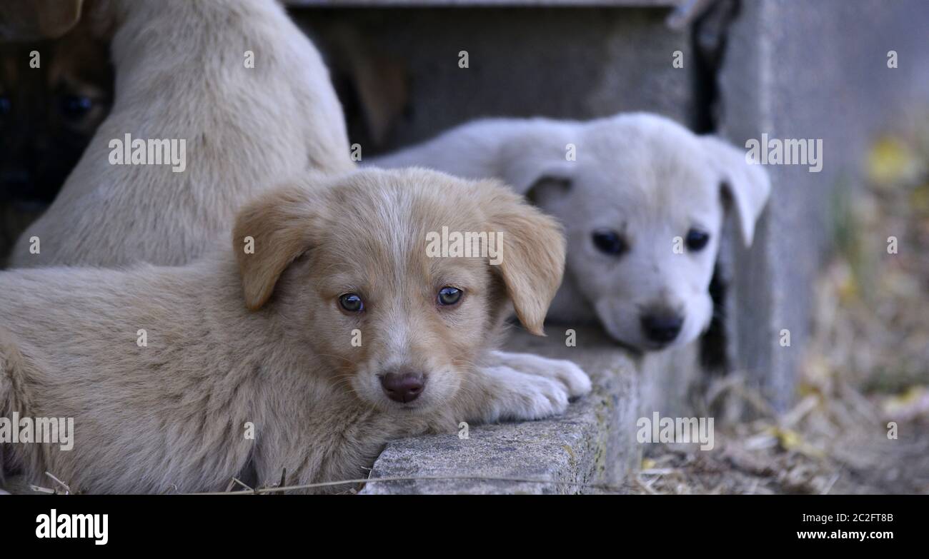 sad look of a stray puppies image Stock Photo - Alamy