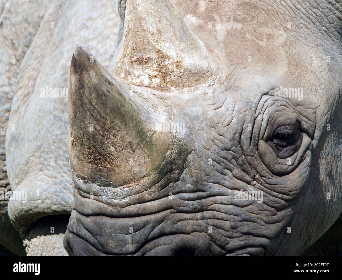 Rhino Face Close Up