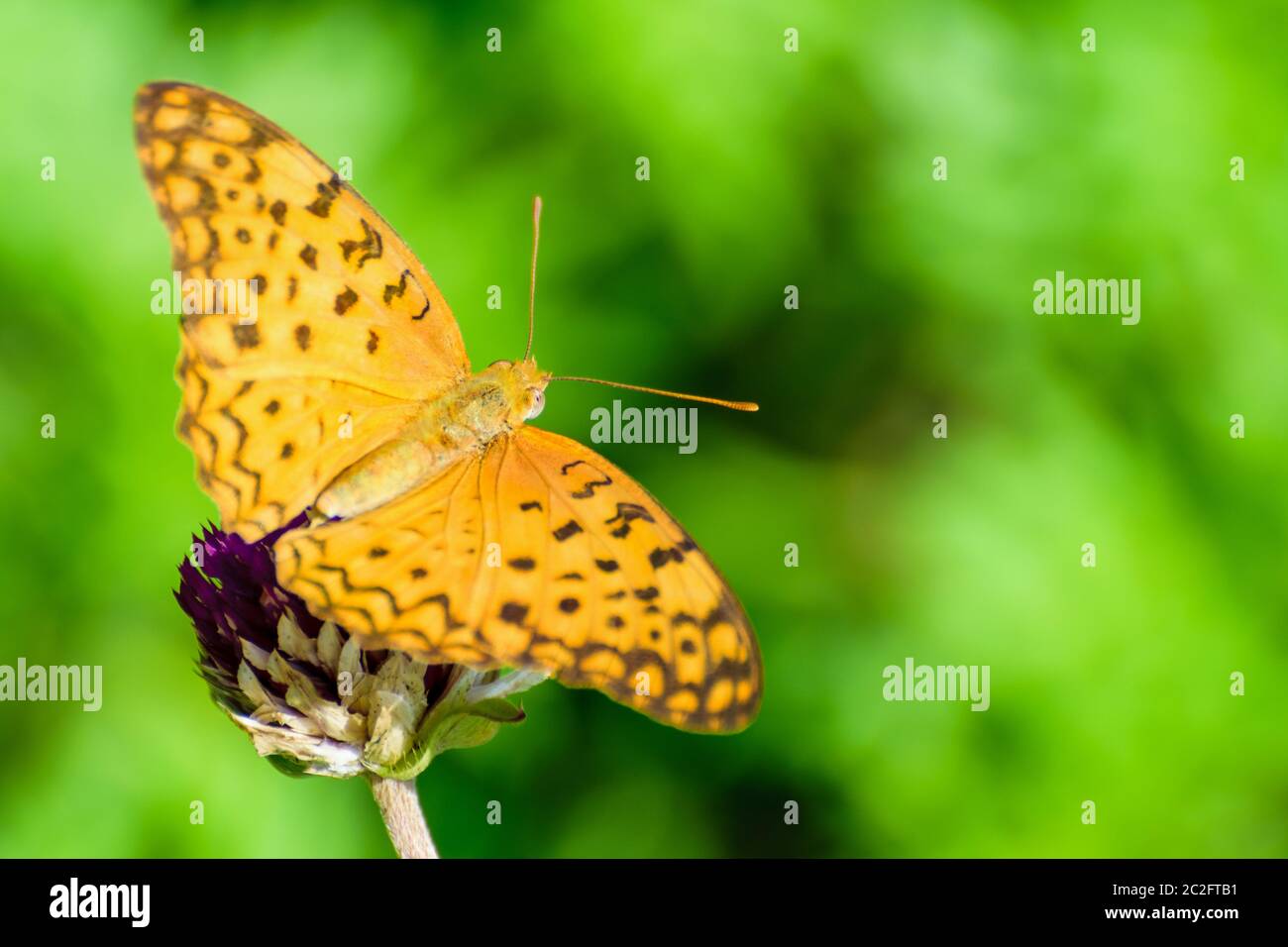 Tyche space hi-res stock photography and images - Alamy