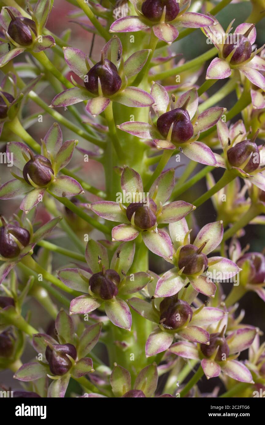 Eucomis at Preen Manor, Church Preen, Shropshire, September Stock Photo ...