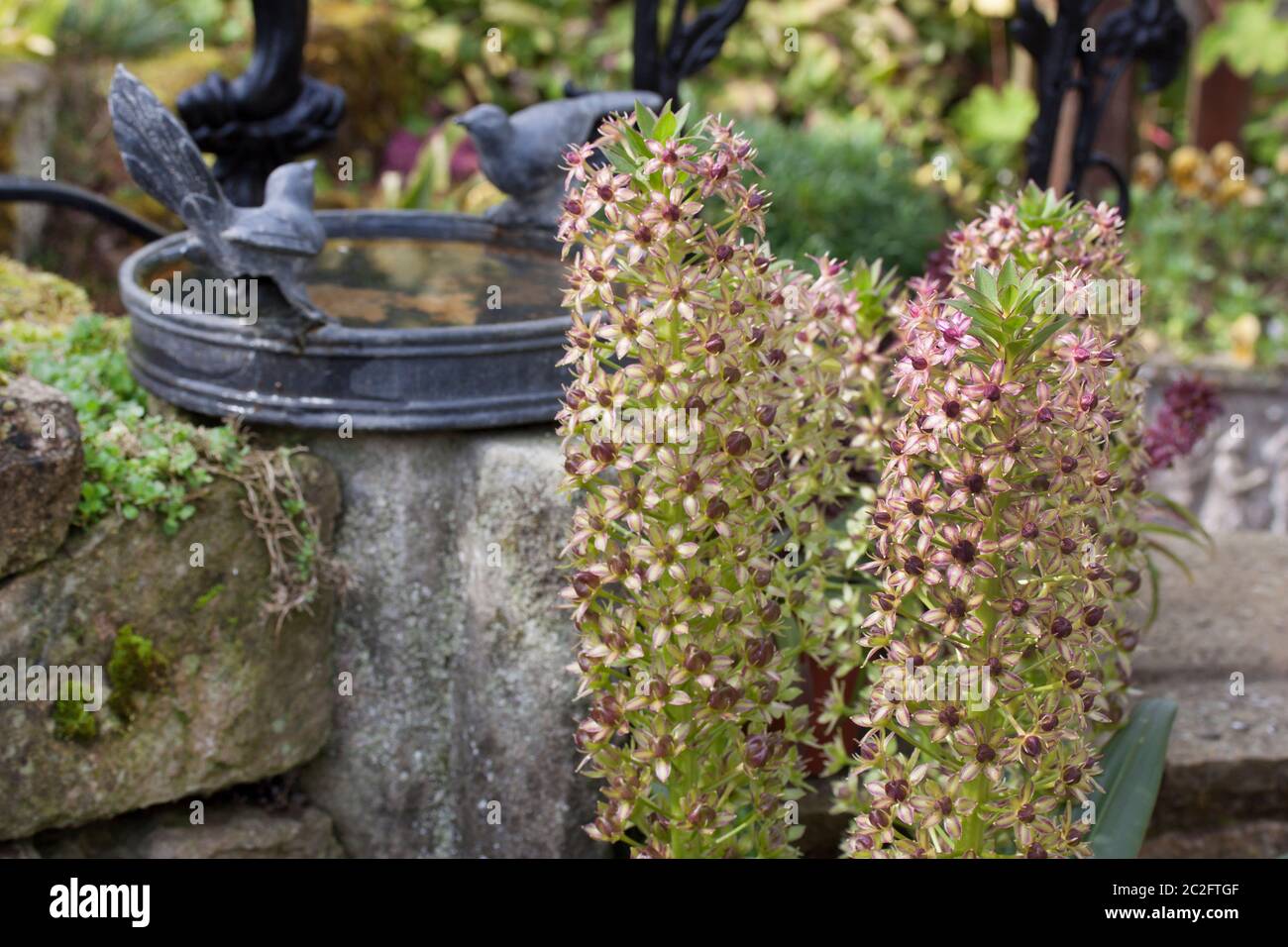 Eucomis in front of bird bath decorated with birds at Preen Manor ...