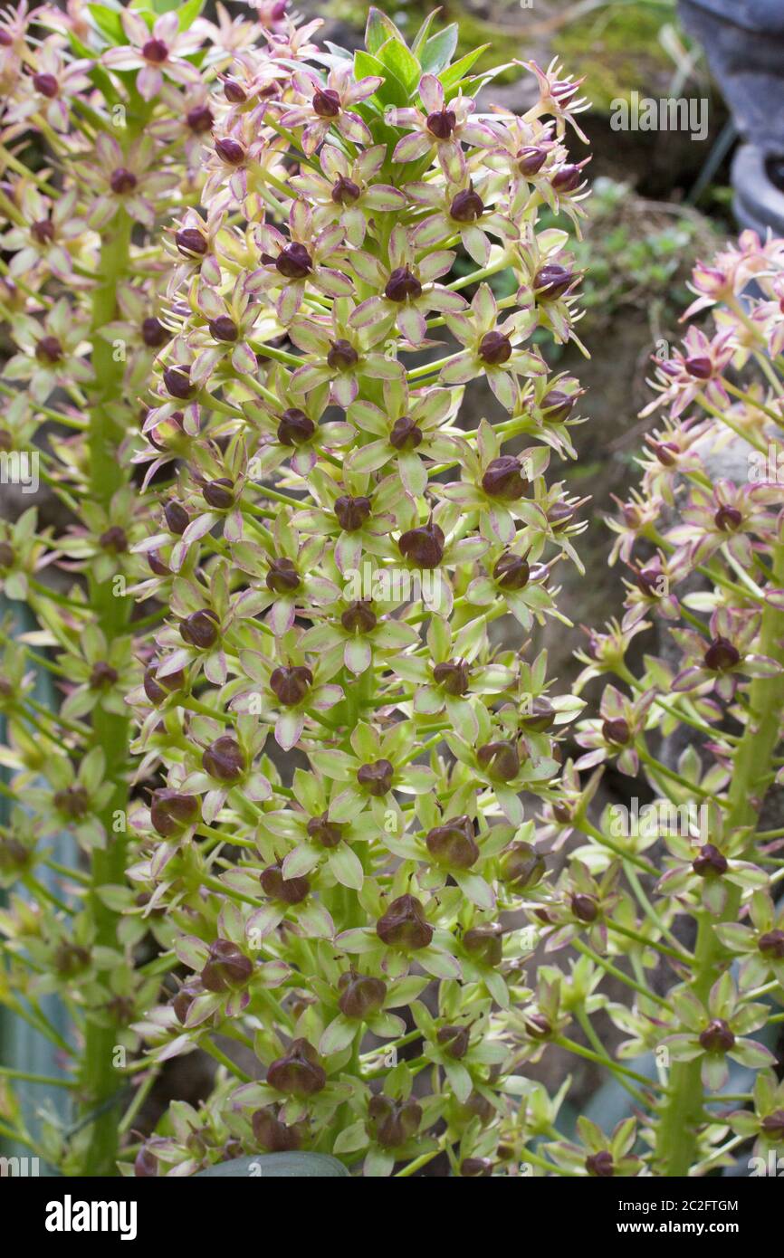 Eucomis at Preen Manor, Church Preen, Shropshire, September Stock Photo ...