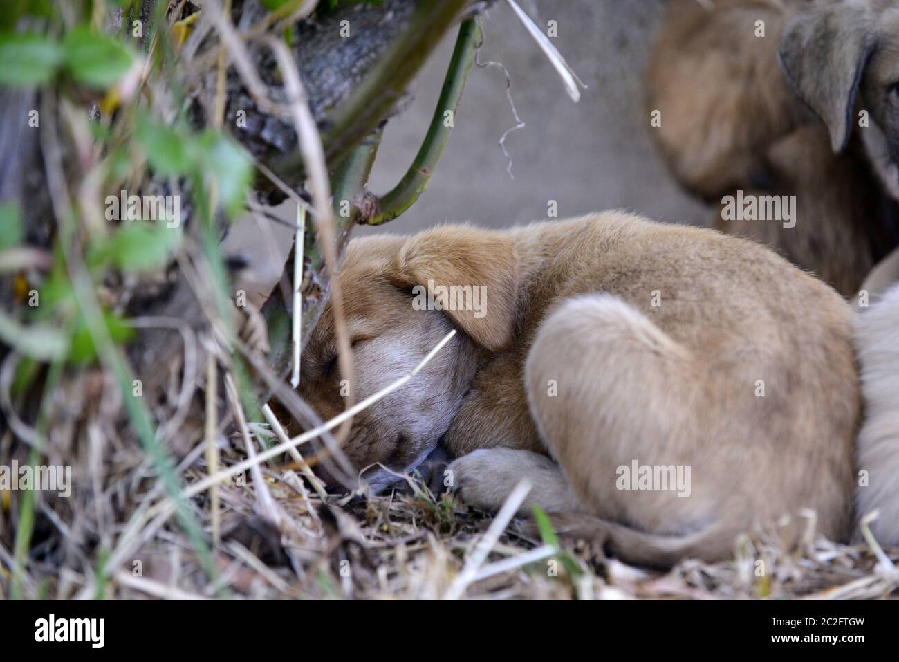 sad look of a stray puppies image Stock Photo - Alamy