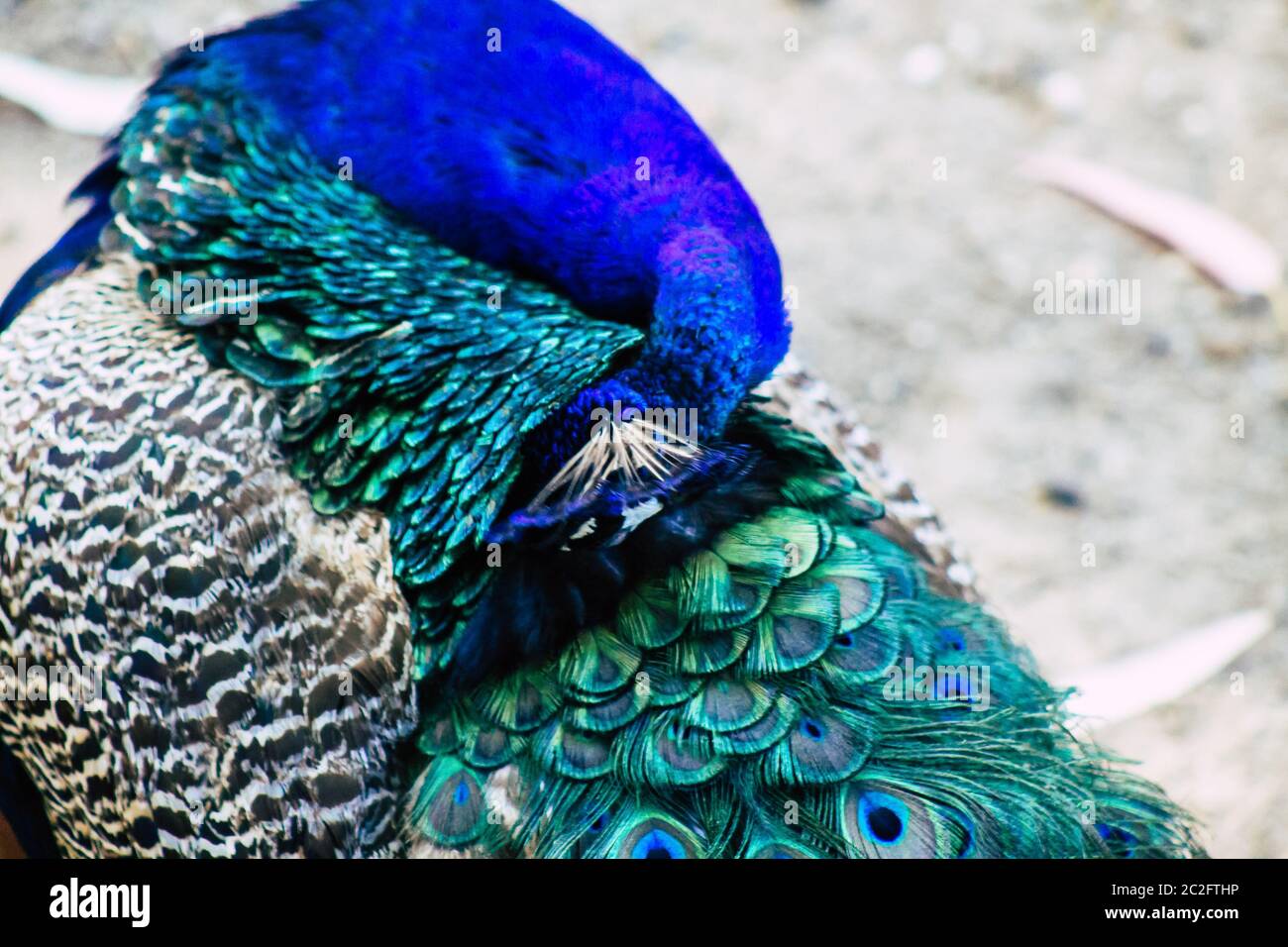 View of Indian peafowl, blue peafowl, is a peafowl species native to ...