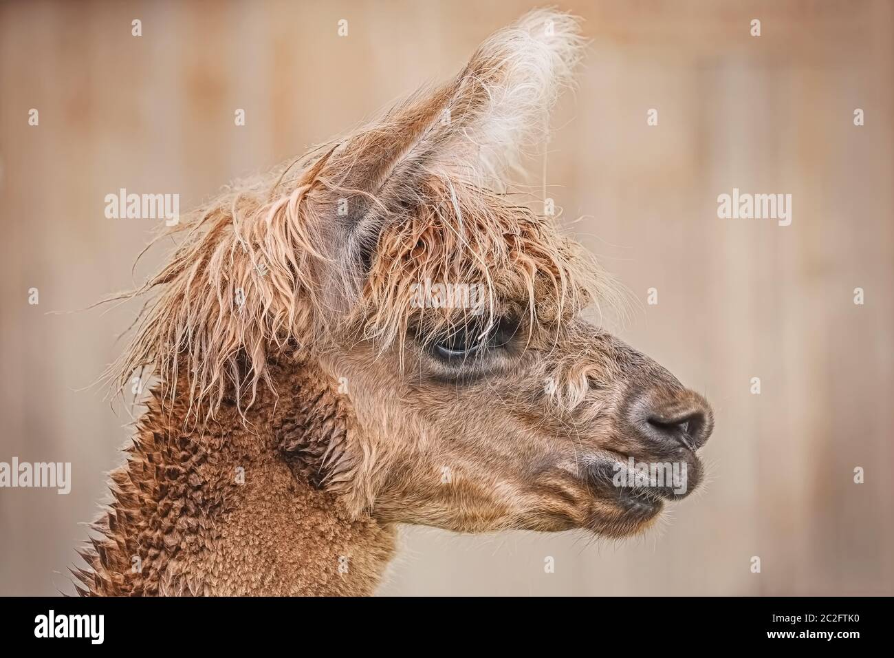 Portrait of Alpaca Stock Photo - Alamy