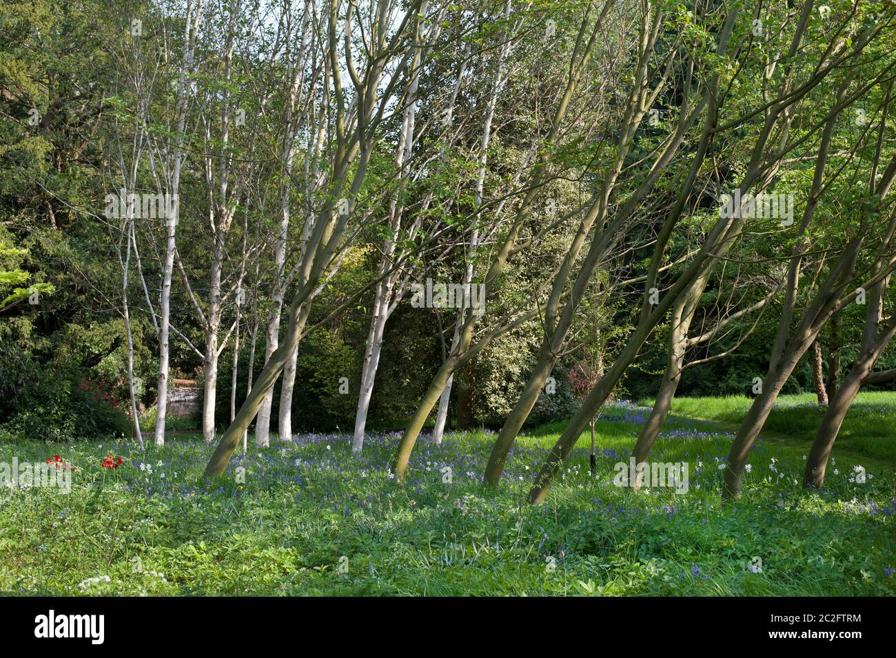 Hyacinthoides non-scripta - Bluebells naturalised in meadow area ...