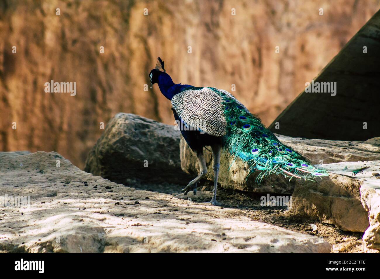 View of Indian peafowl, blue peafowl, is a peafowl species native to ...