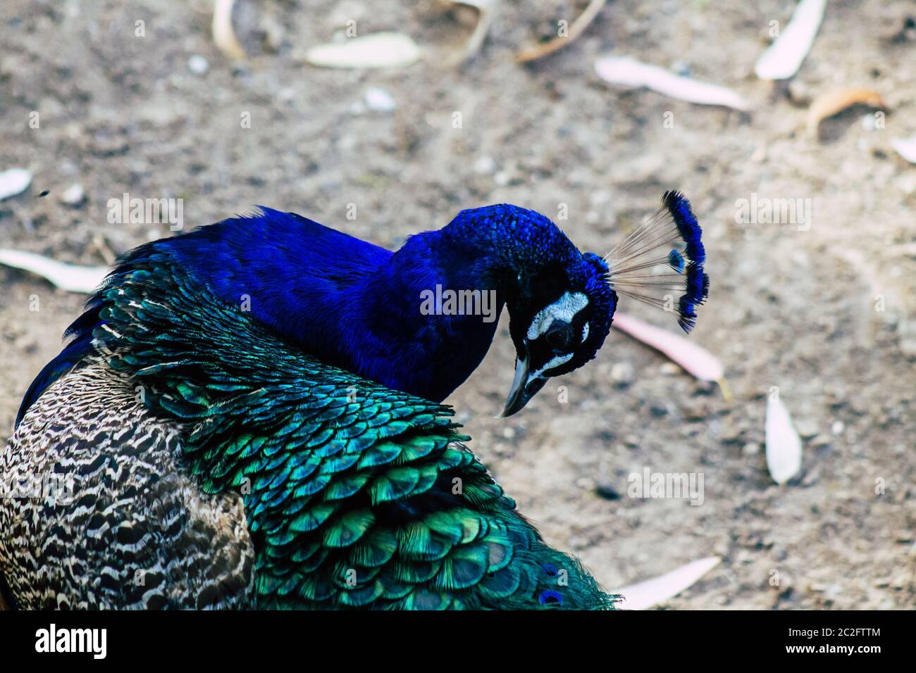 View of Indian peafowl, blue peafowl, is a peafowl species native to ...