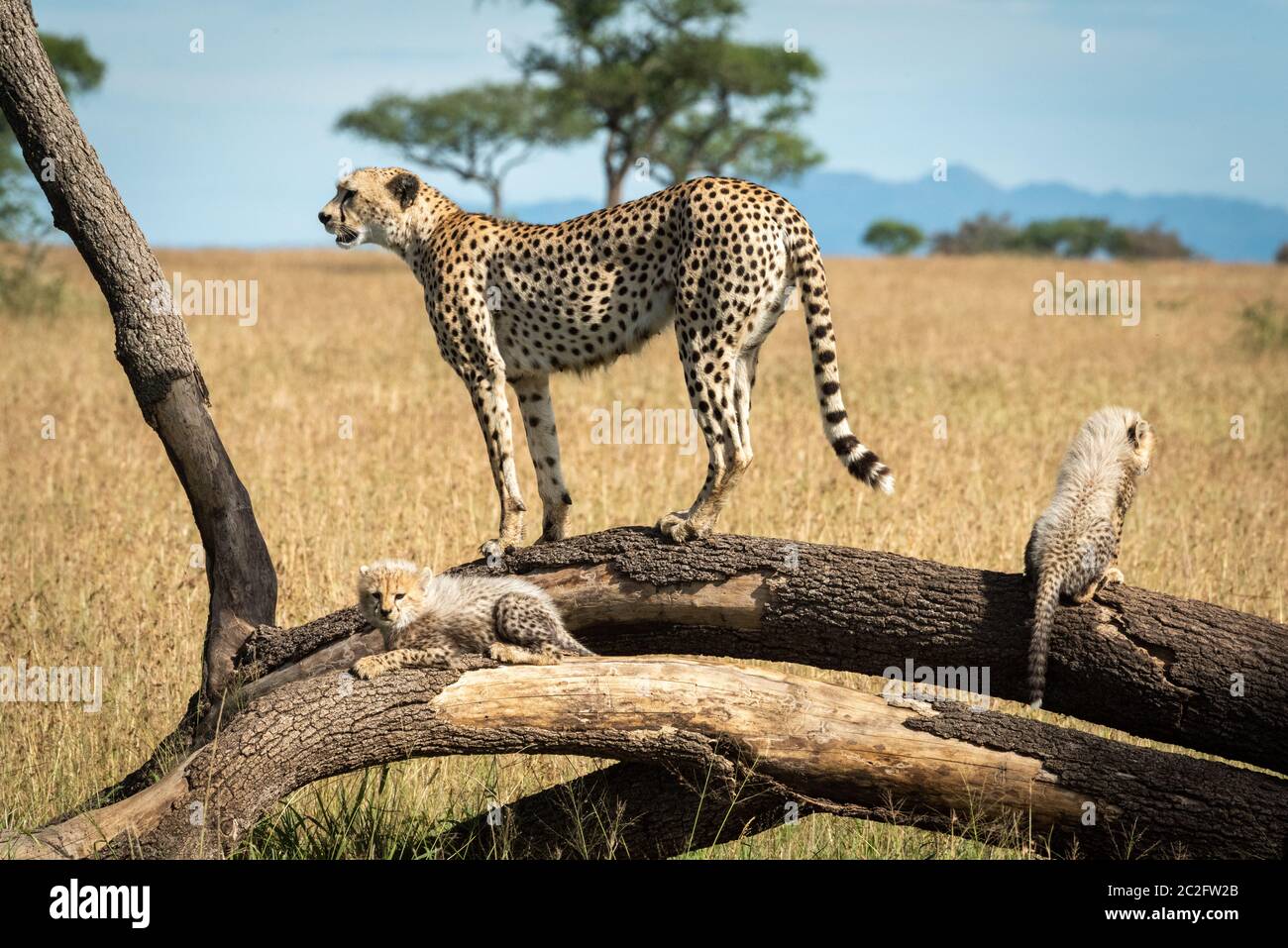Cheetah stands on branch by two cubs Stock Photo - Alamy