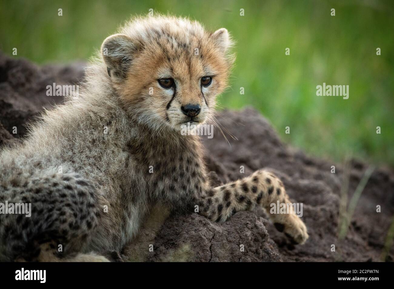 Close-up of cheetah cub lying on mound Stock Photo - Alamy