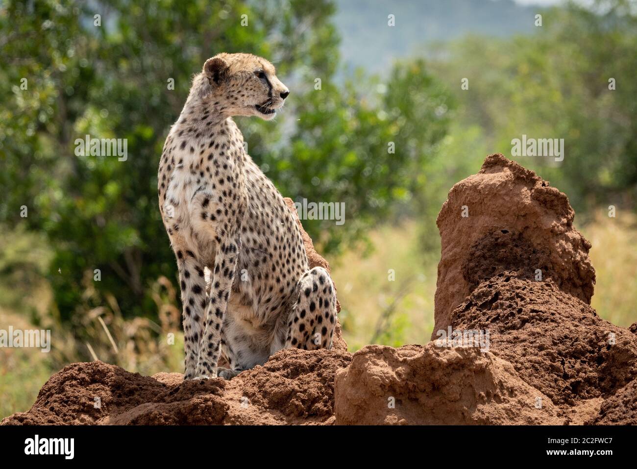 Cheetah turning head sitting on termite mound Stock Photo - Alamy