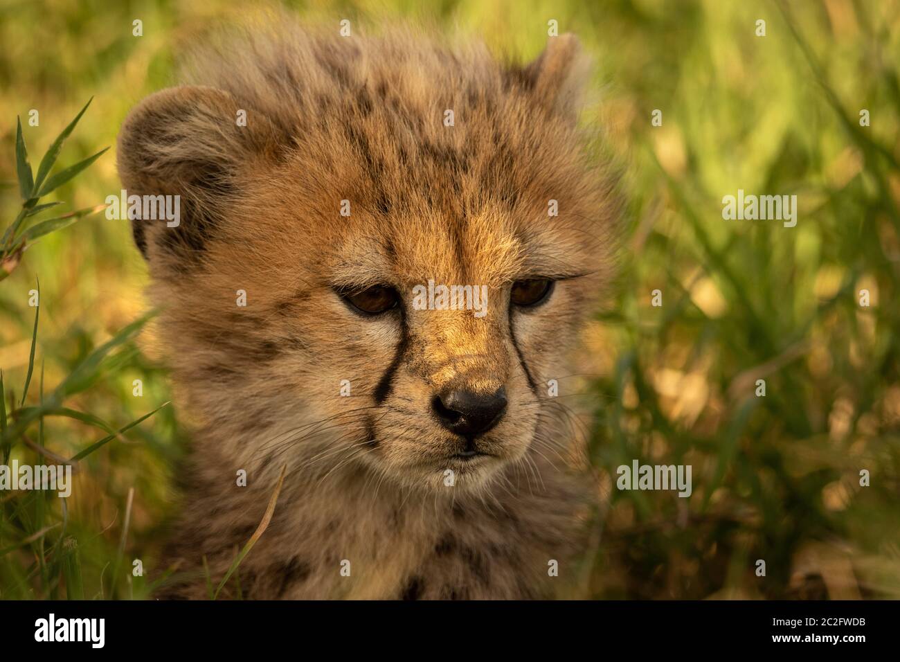 Close-up cheetah cub looking down in grass Stock Photo - Alamy