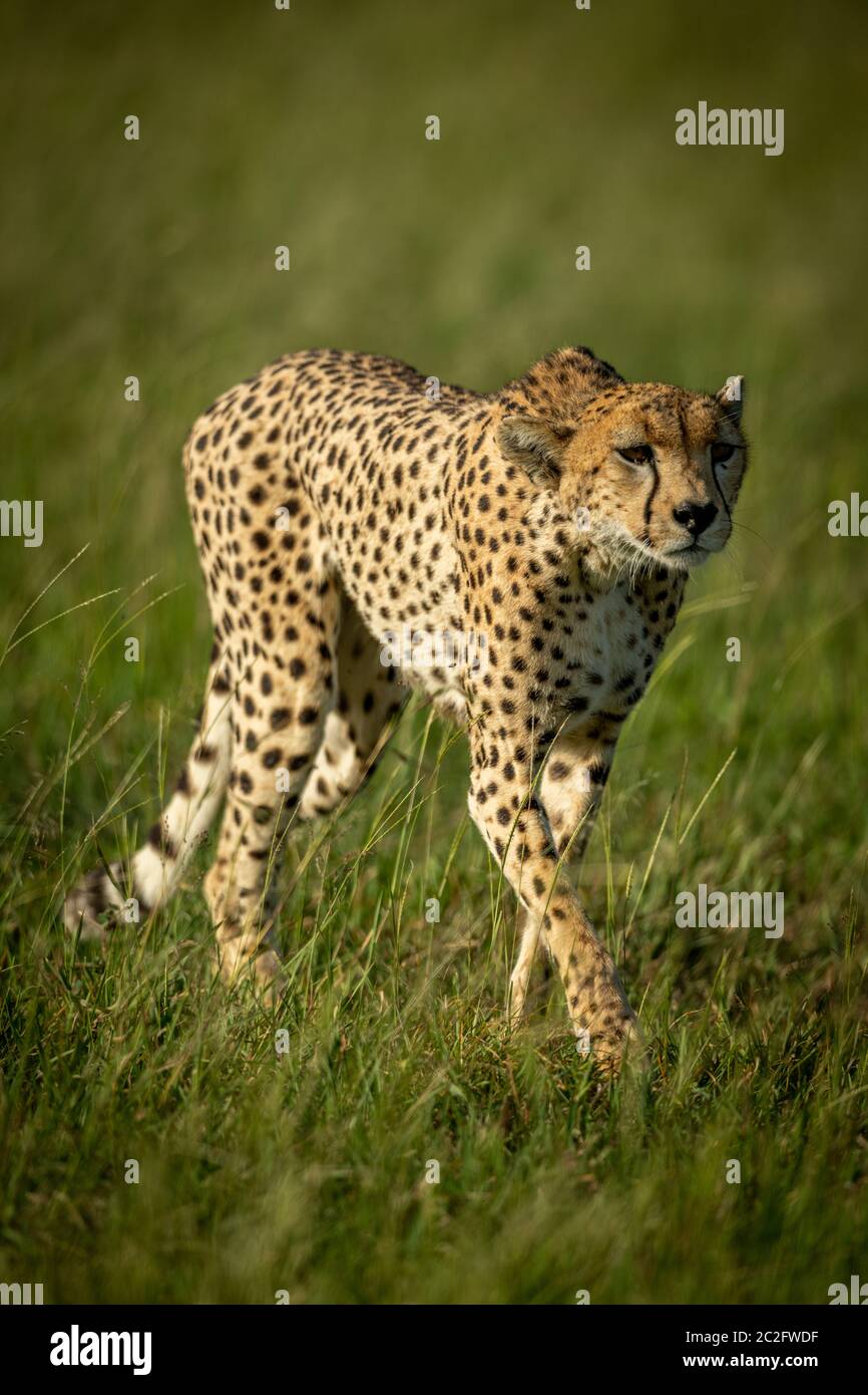 Cheetah walks through tall grass in sunshine Stock Photo - Alamy