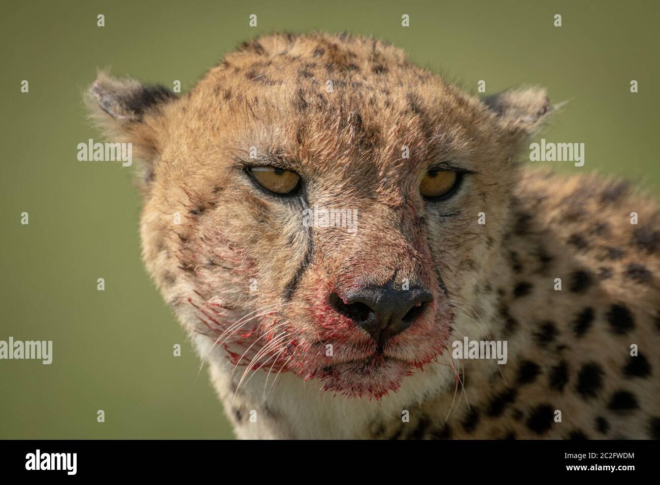Close-up of blood-stained cheetah turning its head Stock Photo - Alamy