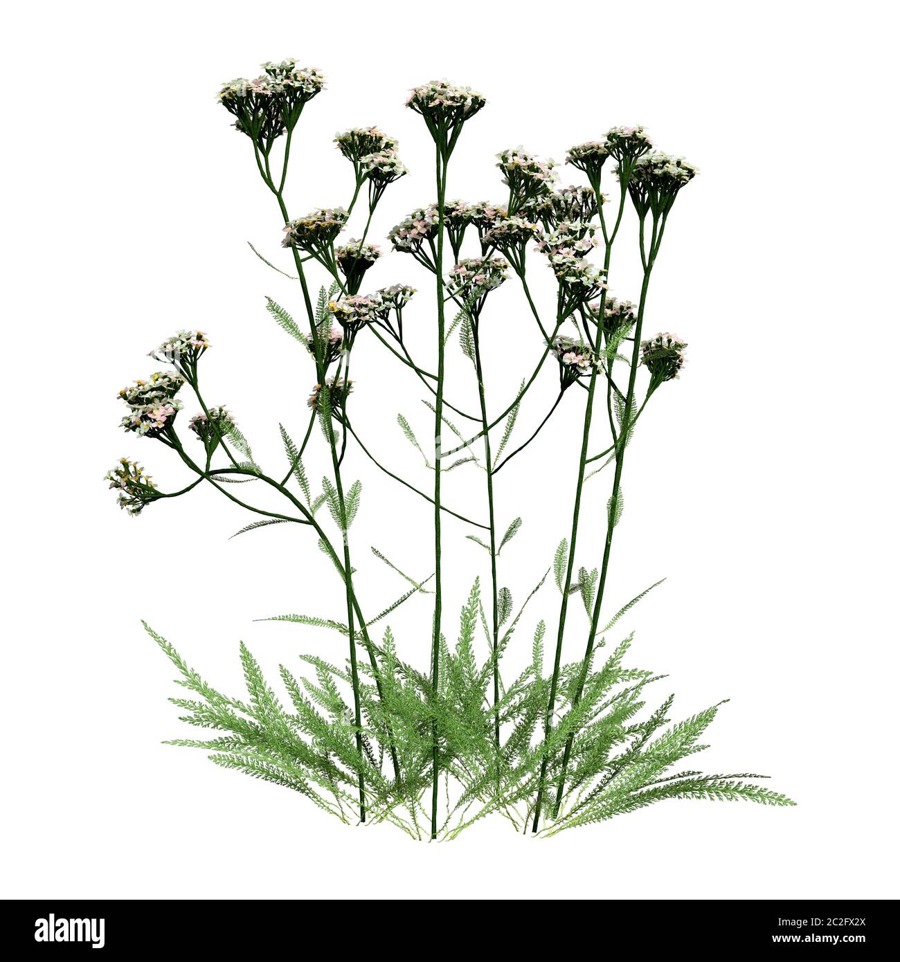 3D rendering of a common yarrow plant isolated on white background ...