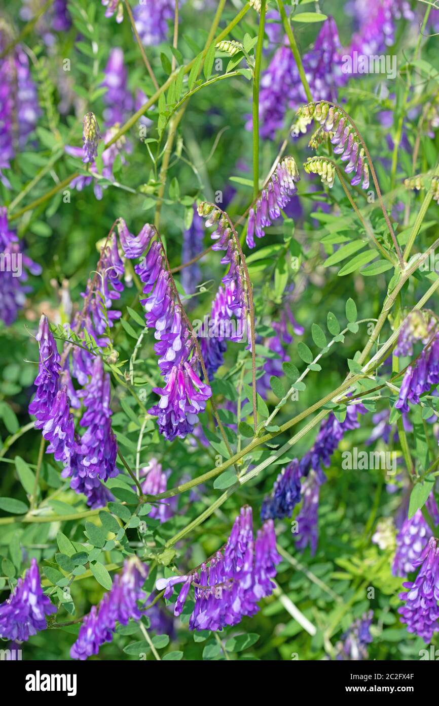 Bird vetch hi-res stock photography and images - Alamy