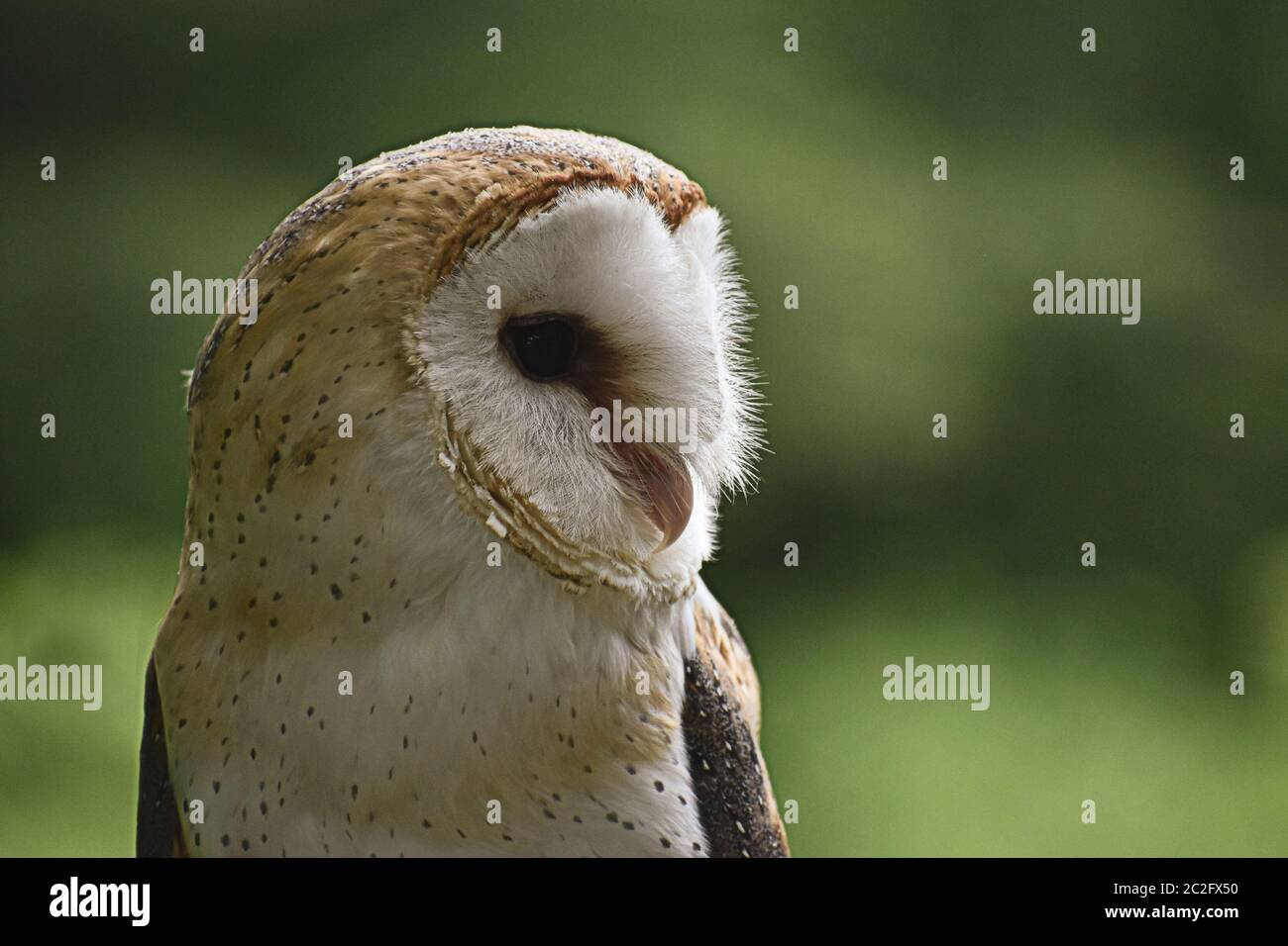 Barn Owl Portrait Stock Photo - Alamy