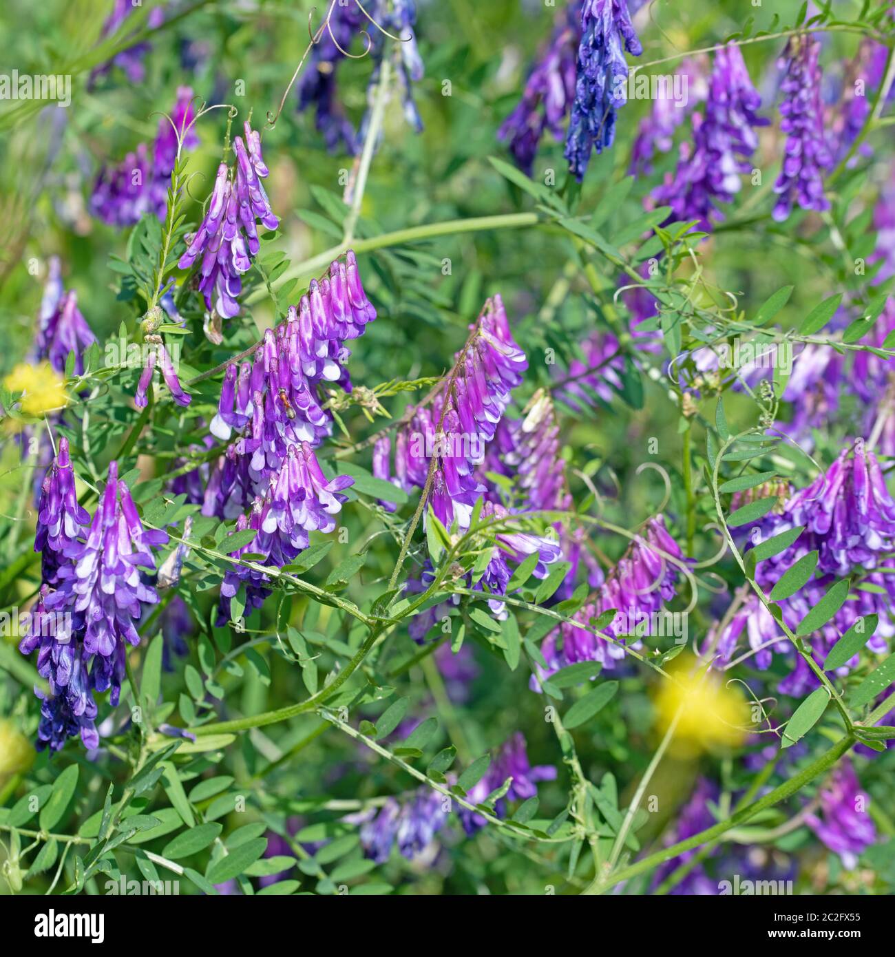 Flowering bird vetch, Vicia cracca, in summer Stock Photo - Alamy